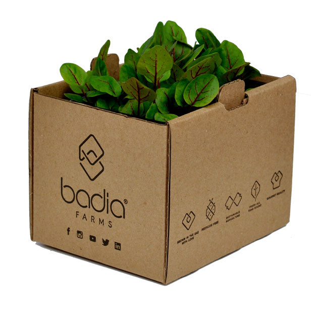 FRESH Sorrel Cress, 4 Tray